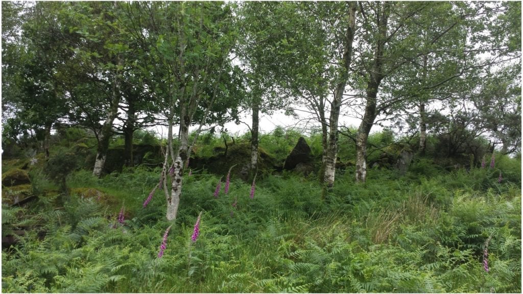 Sabre Planting with the Tree Shepherd